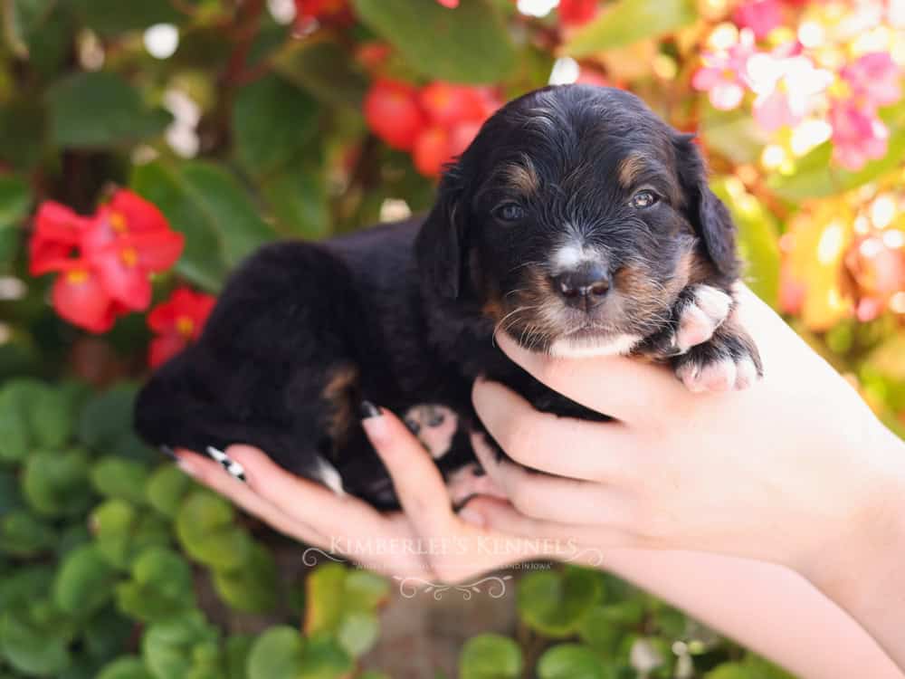 Mocha X Rouge's Ultra Bernedoodles | PetClassifieds.com