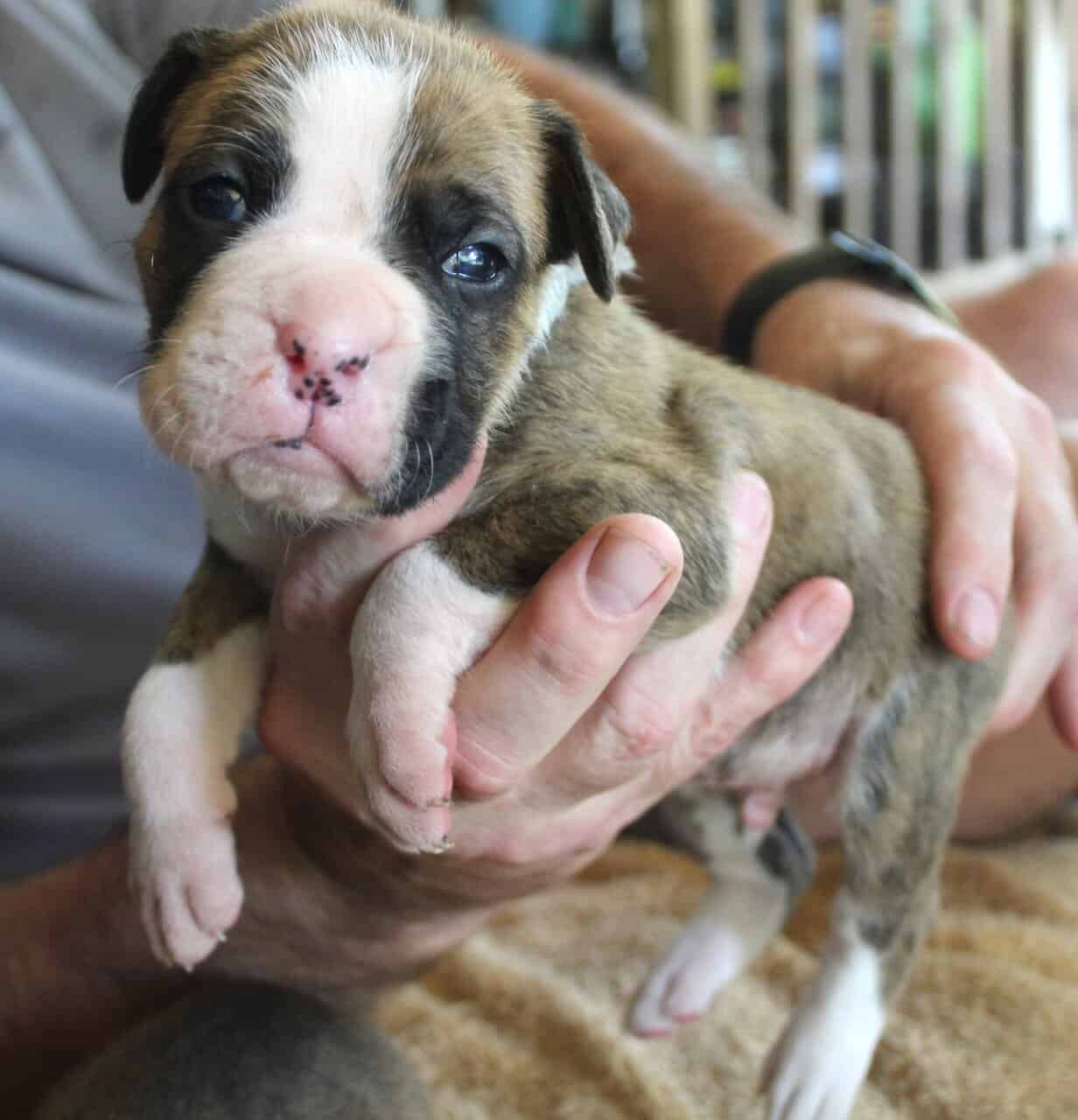 AKC Boxers fawn and brindle | PetClassifieds.com