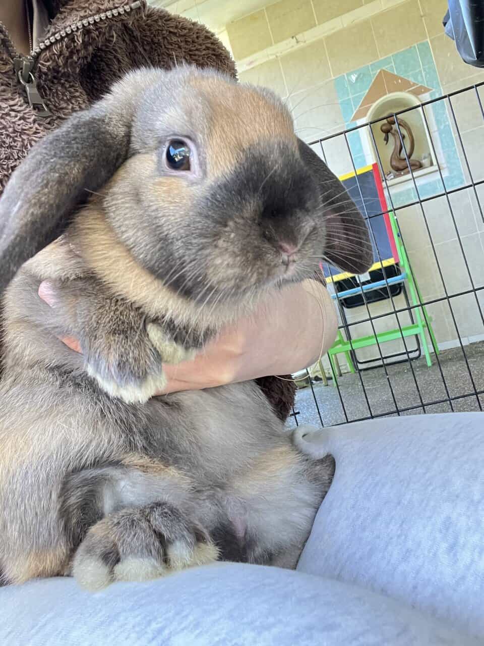 Two Friendly Rabbits for Sale – Almost 6 Months Ol | PetClassifieds.com