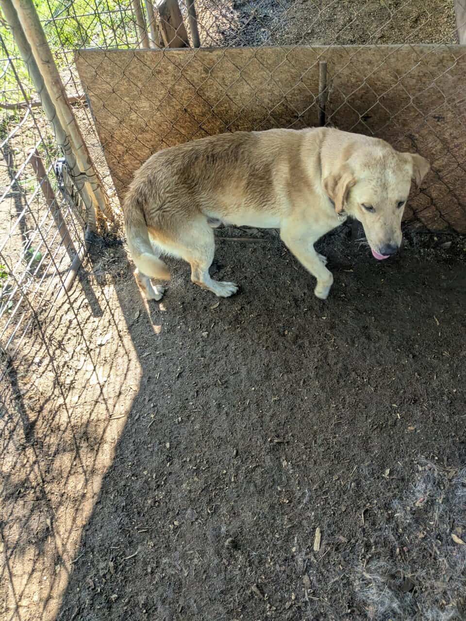 AKC Yellow Labrador retriever | PetClassifieds.com