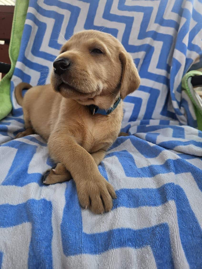 BEAUTIFUL FOXRED LABRADOR RETRIEVERS | PetClassifieds.com