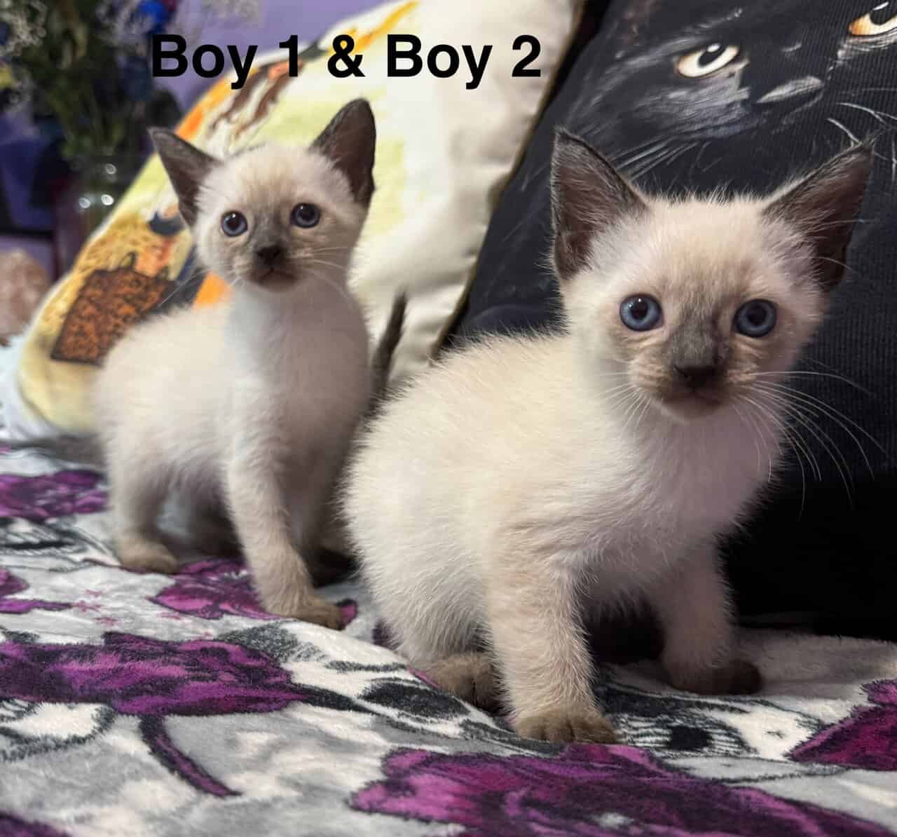 Chocolate point Siamese kittens | PetClassifieds.com