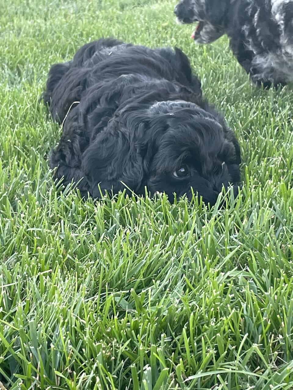 F1B Mini Labradoodle Female Puppies | PetClassifieds.com