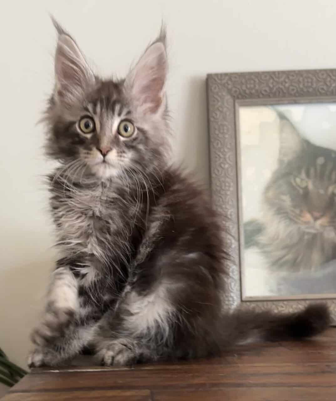 Purebred XL Maine Coon kittens European Bloodline | PetClassifieds.com