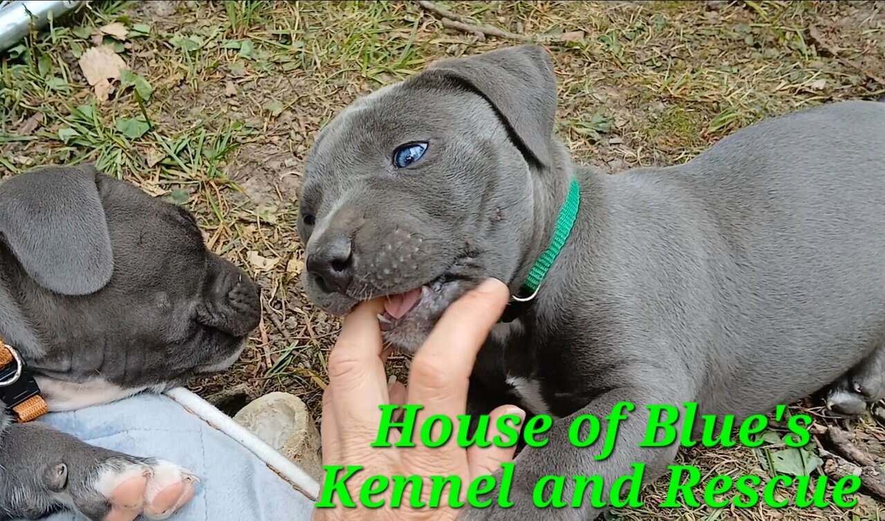 Blue Nose APBT Green Male | PetClassifieds.com