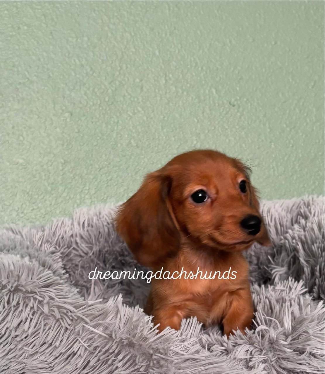 Miniature dachshund puppies | PetClassifieds.com