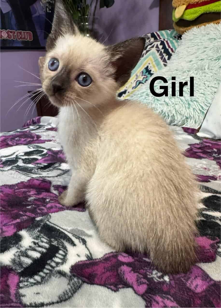 Chocolate point Siamese kittens | PetClassifieds.com