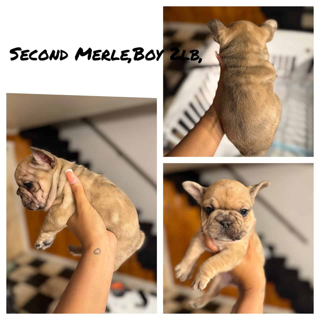 Selling Mini frenchies | PetClassifieds.com