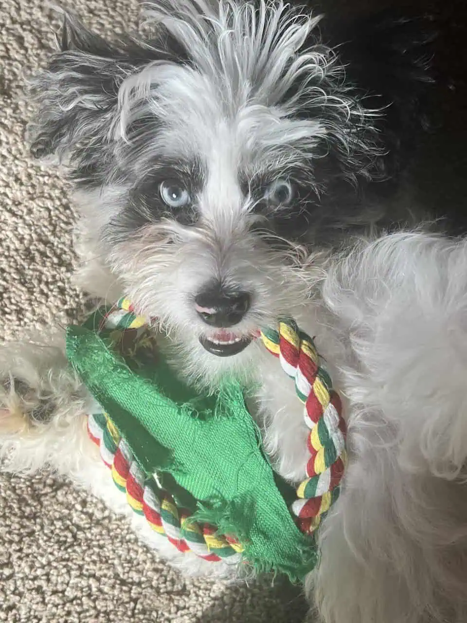 Blue Merle mix | PetClassifieds.com