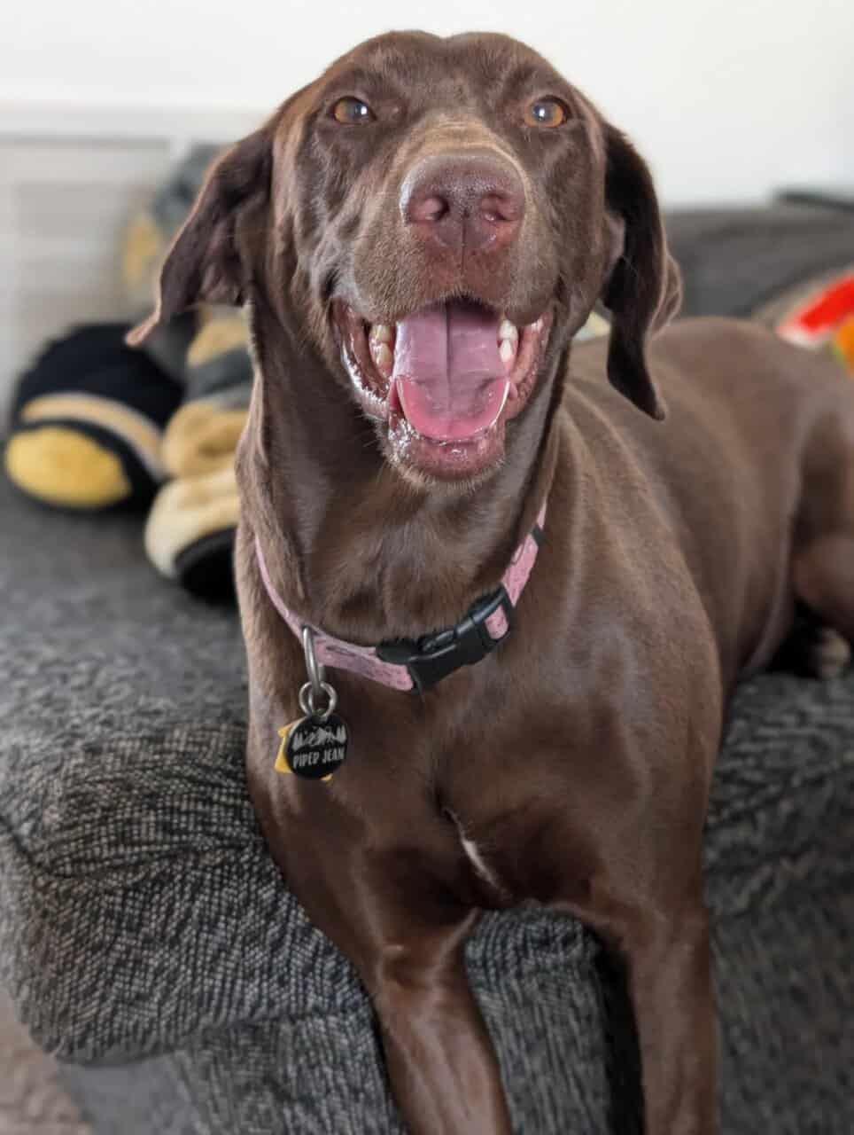 Lab/Pointer Mix | PetClassifieds.com