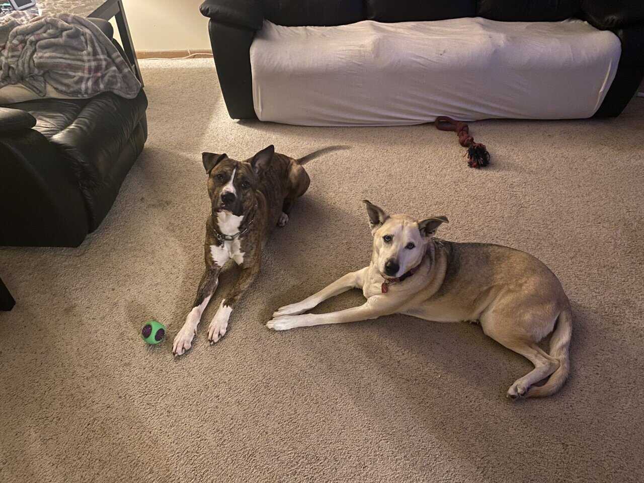 Boxer and pit brindle | PetClassifieds.com