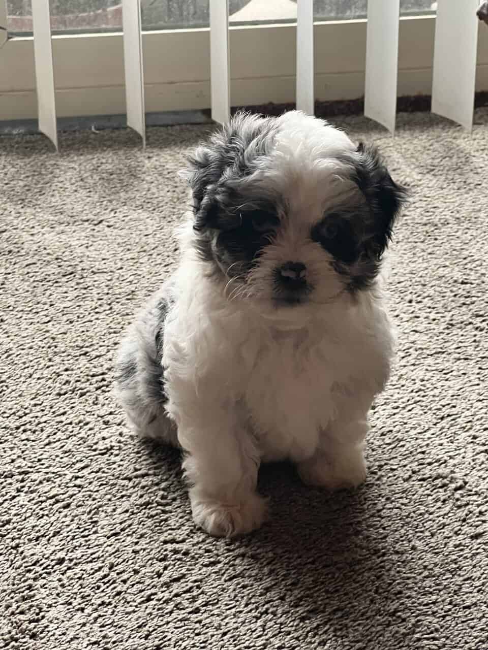 Blue Merle mix | PetClassifieds.com