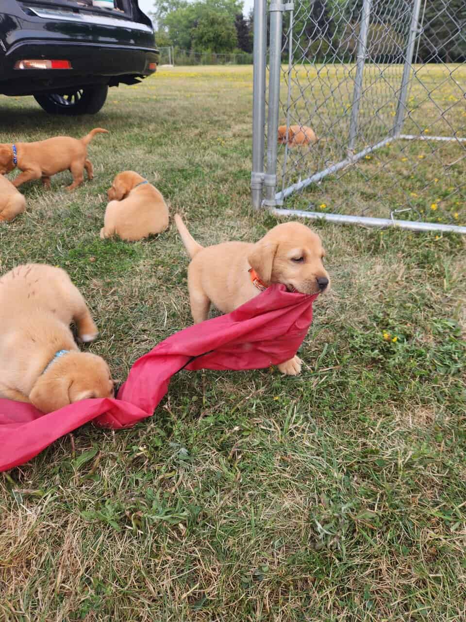 BEAUTIFUL FOXRED LABRADOR RETRIEVERS | PetClassifieds.com