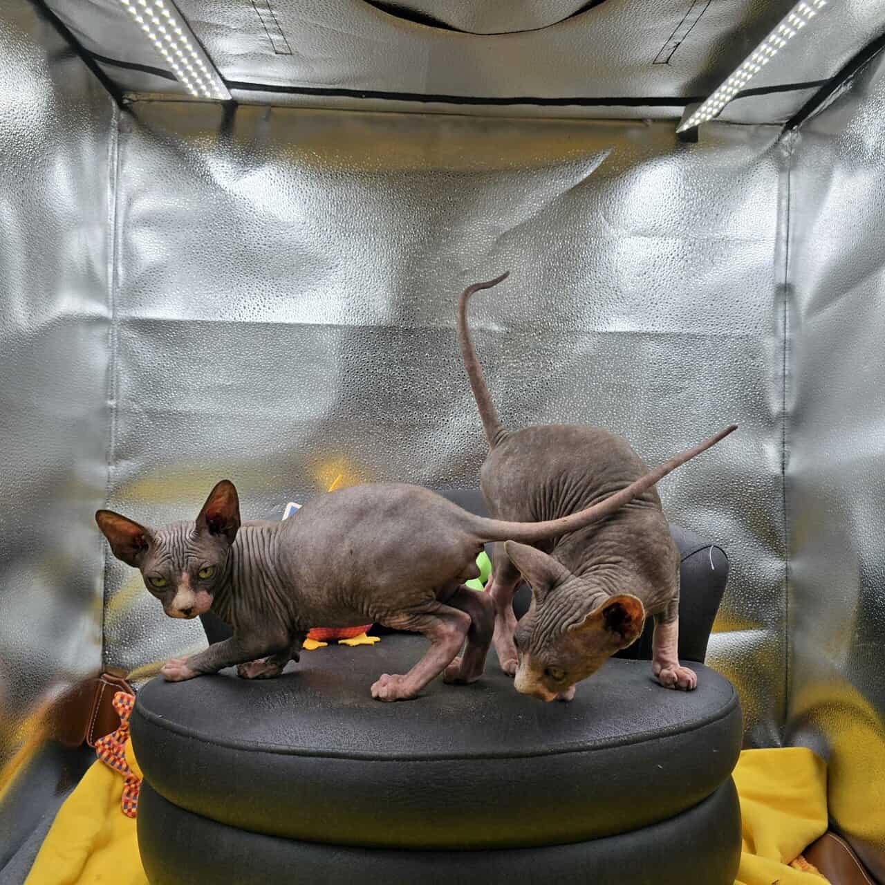 Sphynx 2 male kittens | PetClassifieds.com
