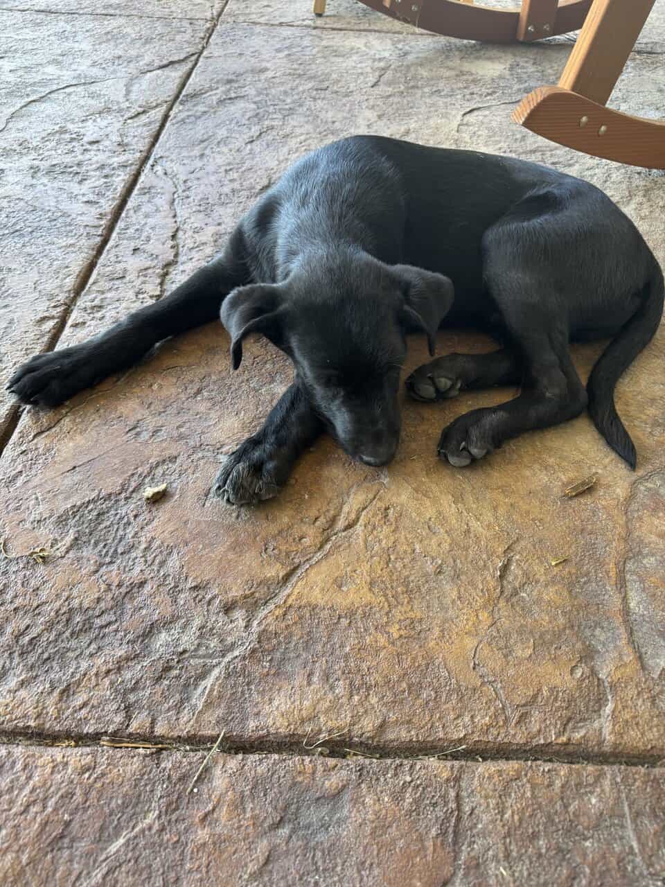 Lab mix puppy | PetClassifieds.com