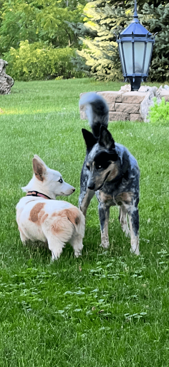 Tiny Tim | PetClassifieds.com