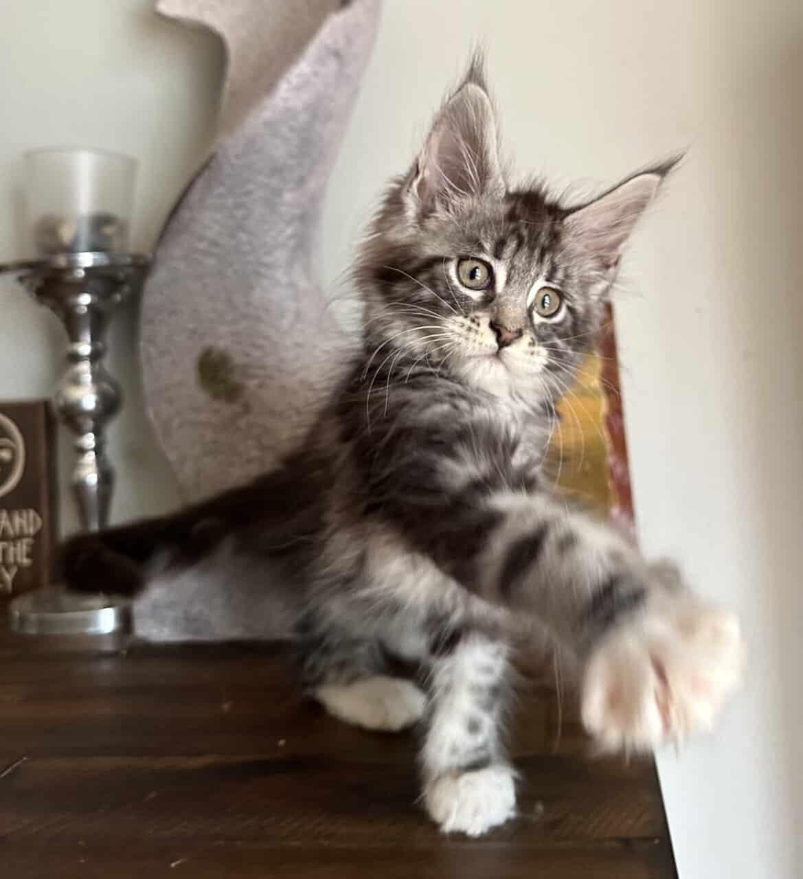 Purebred XL Maine Coon kittens European Bloodline | PetClassifieds.com