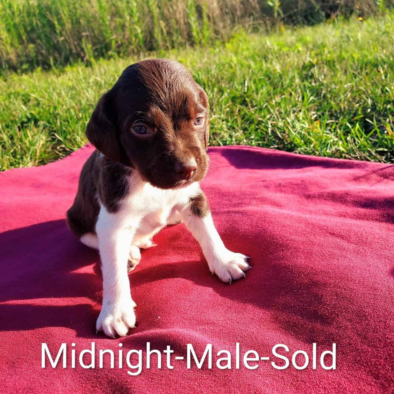 14 week old Brittany puppies! | PetClassifieds.com