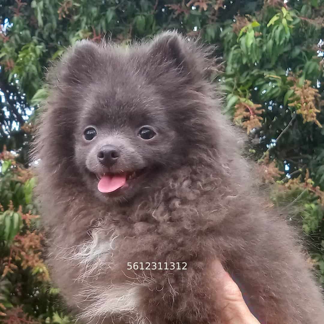 🌟 Beautiful Blue Pomeranian Puppy – Female | PetClassifieds.com
