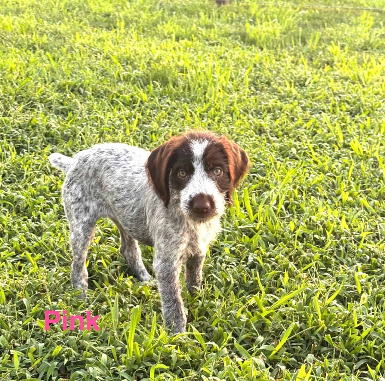 GWP German Wirehaired Pointer PUPPIES | PetClassifieds.com