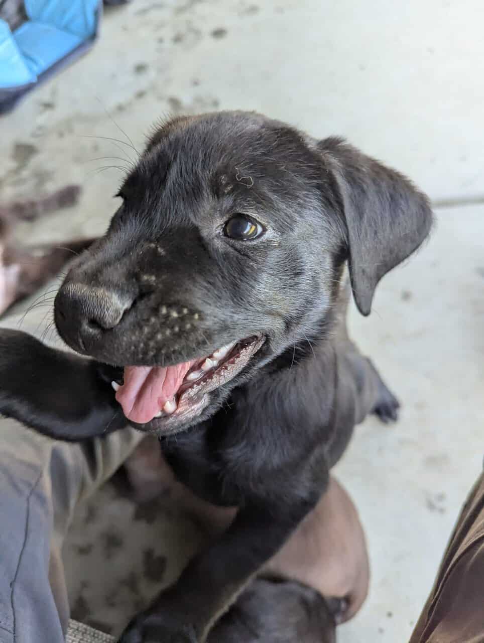 Female AKC black Labrador | PetClassifieds.com