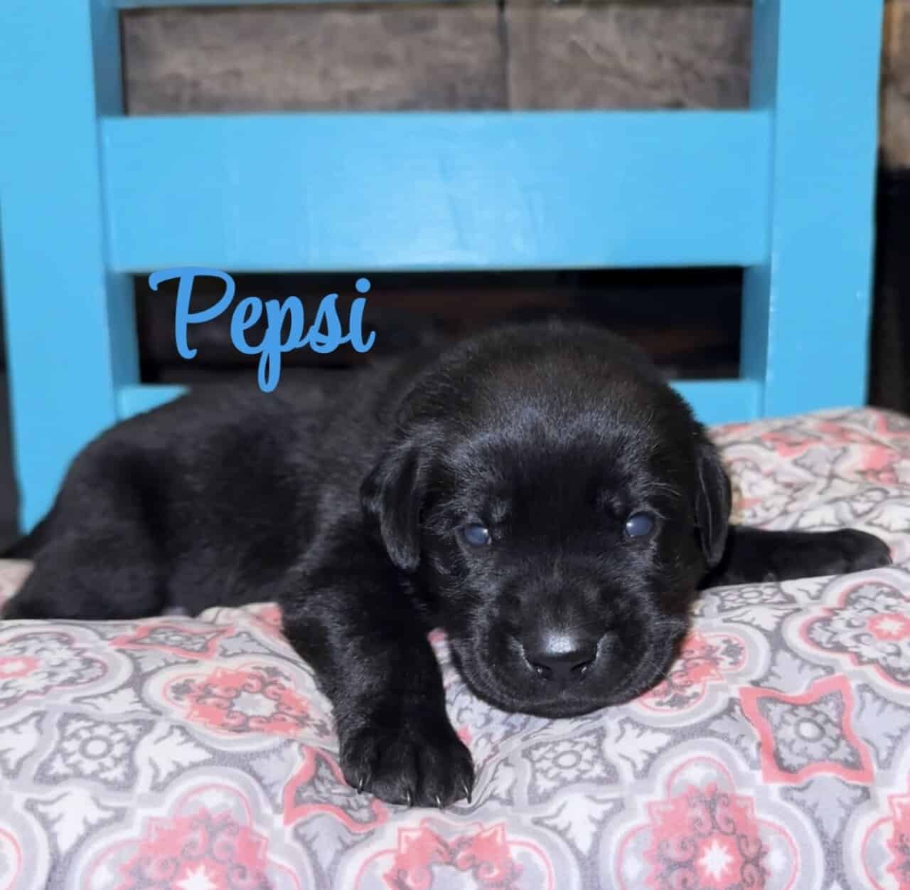 AKC black lab puppies | PetClassifieds.com