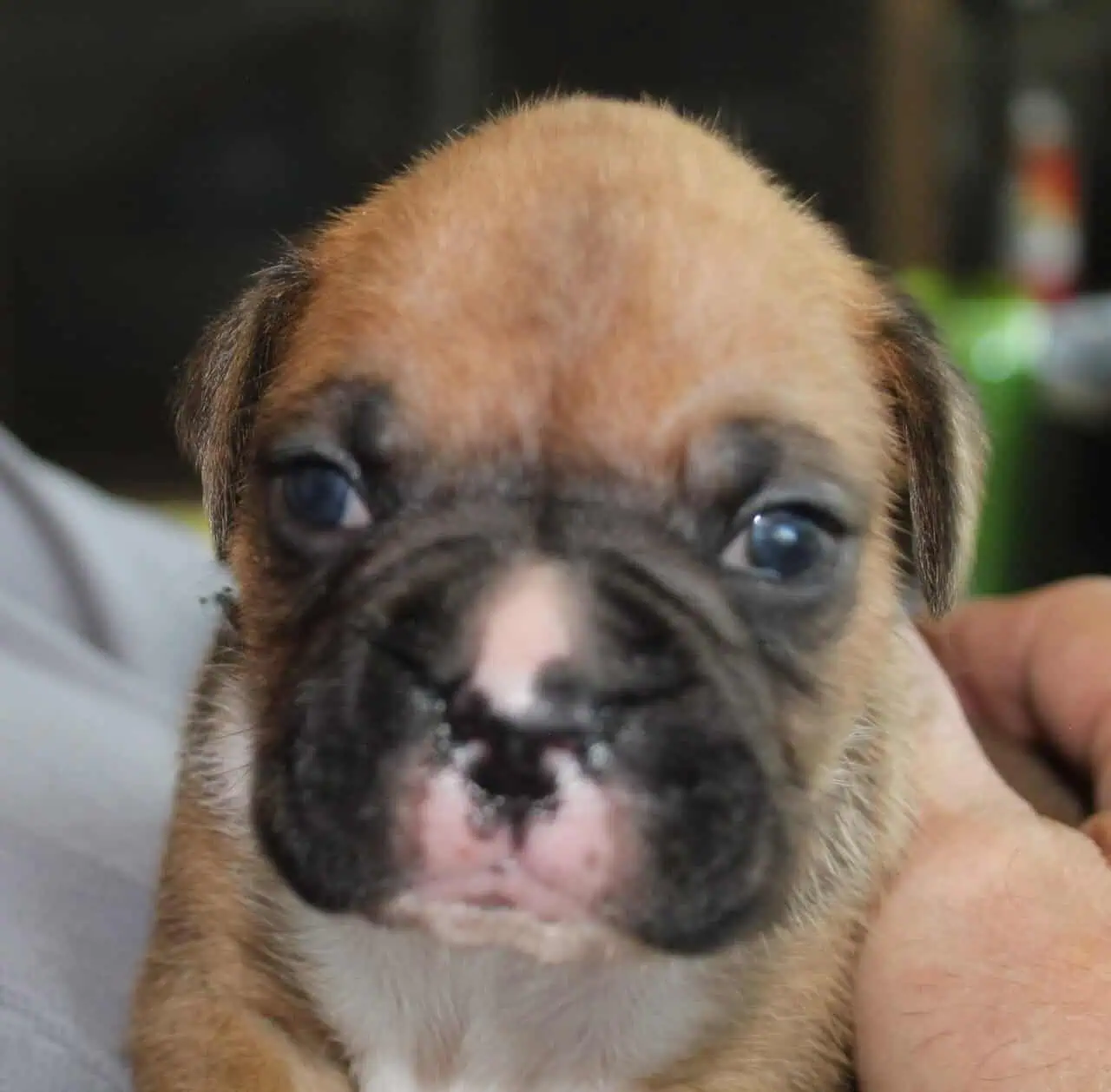 AKC Boxers fawn and brindle | PetClassifieds.com