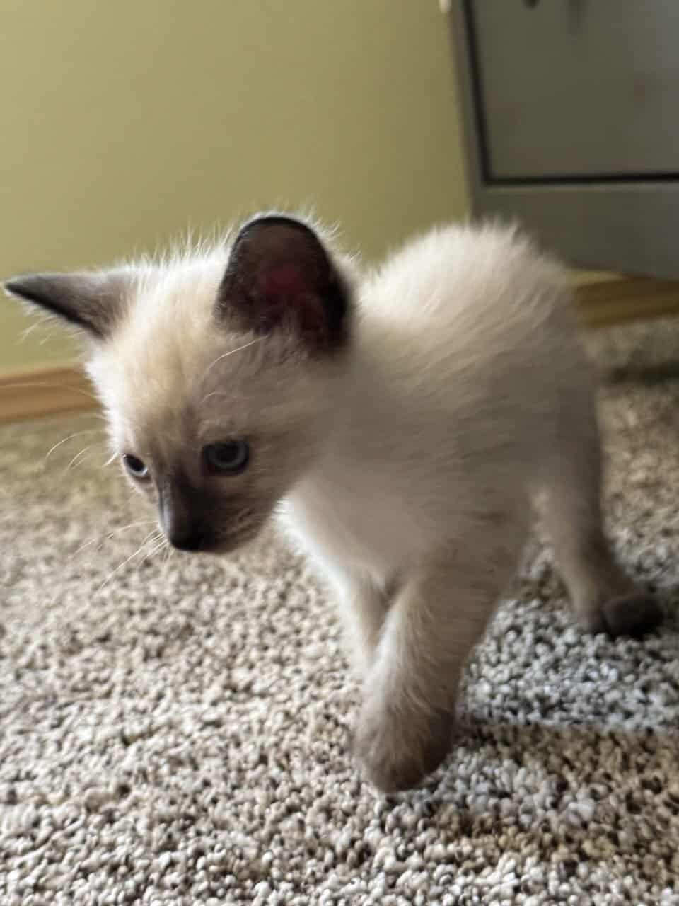 Chocolate point Siamese kittens | PetClassifieds.com