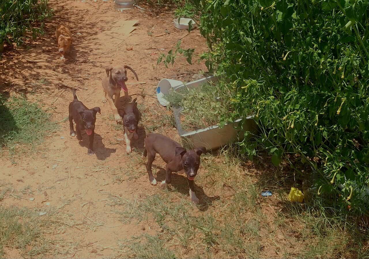 FREE PUPPIES | PetClassifieds.com