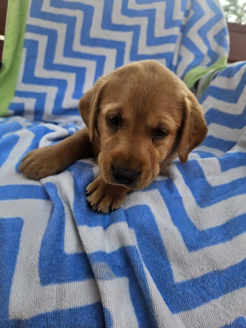 BEAUTIFUL FOXRED LABRADOR RETRIEVERS | PetClassifieds.com