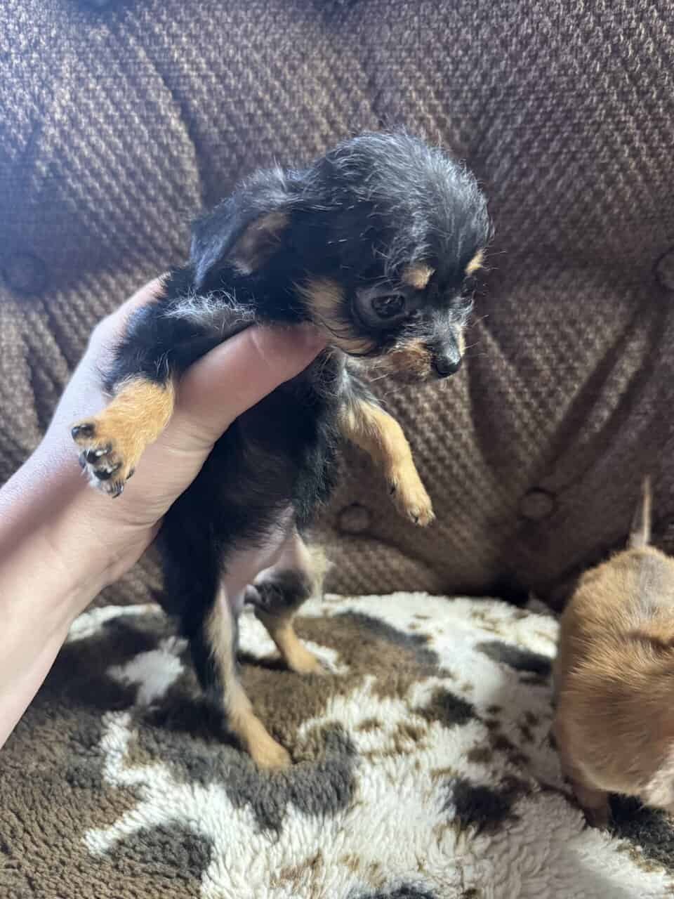 Chihuahua mix | PetClassifieds.com