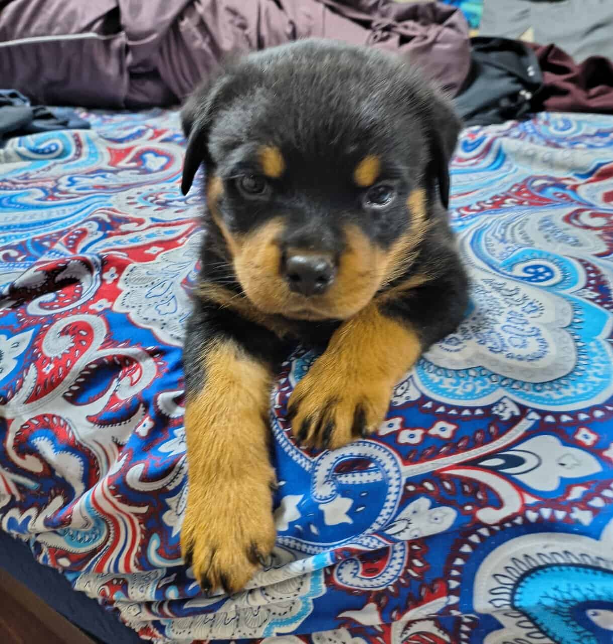 Rottweiler puppy | PetClassifieds.com
