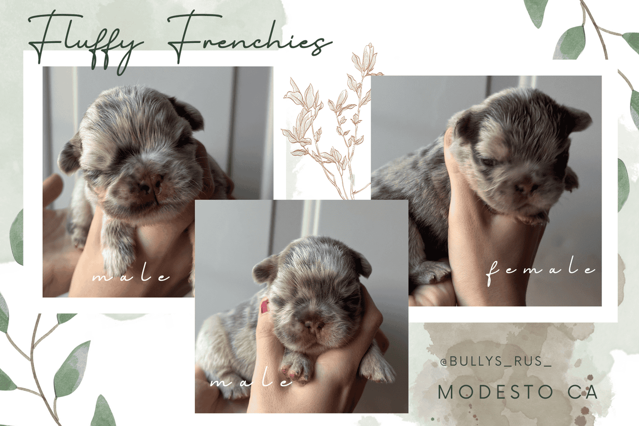 Big Rope Merle Fluffy French Bulldog Pups | PetClassifieds.com