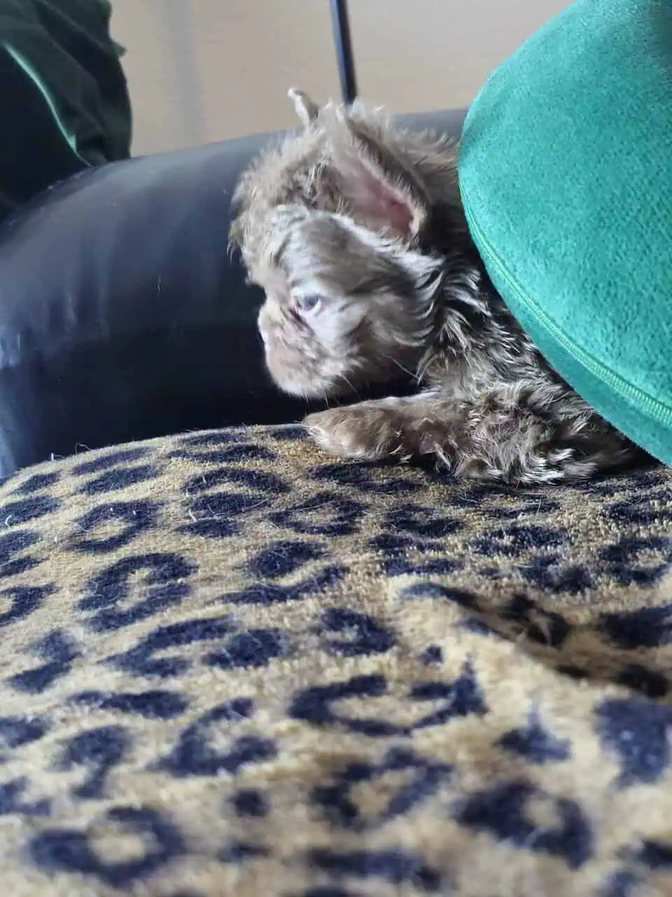 Fluffy (floodle) French Bulldog | PetClassifieds.com