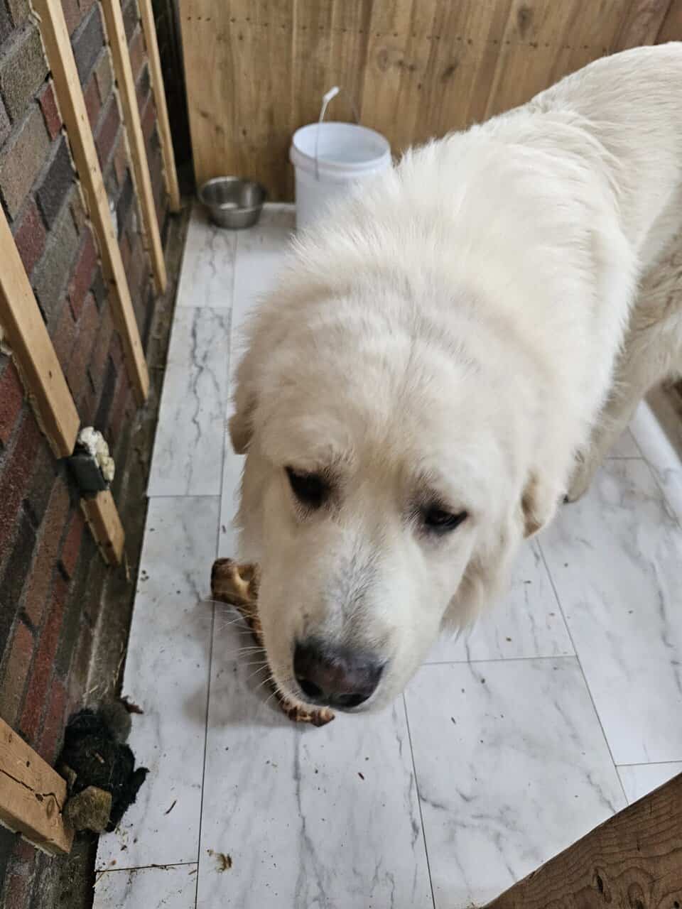 2 yr old Great Pyrenees brothers 3% wolf | PetClassifieds.com