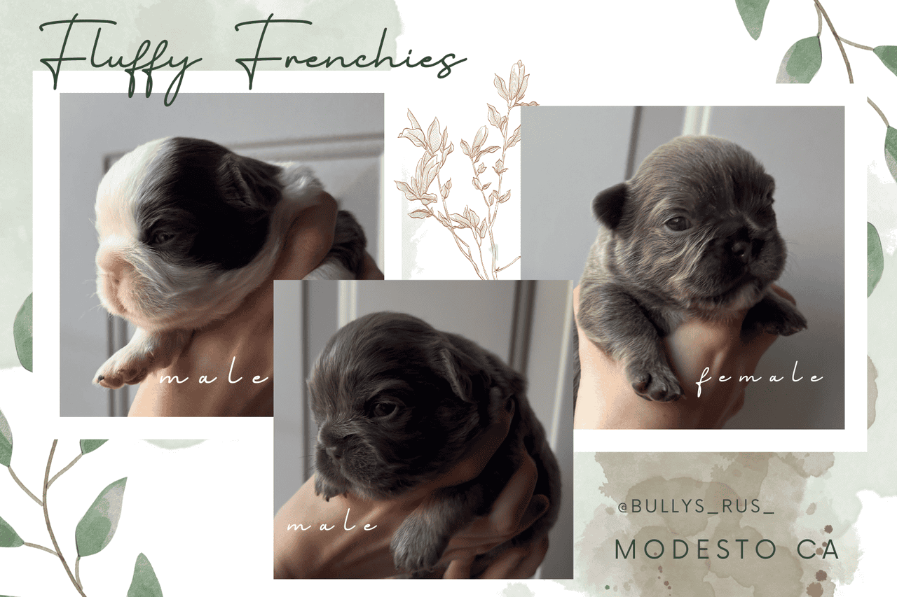 Big Rope Merle Fluffy French Bulldog Pups | PetClassifieds.com
