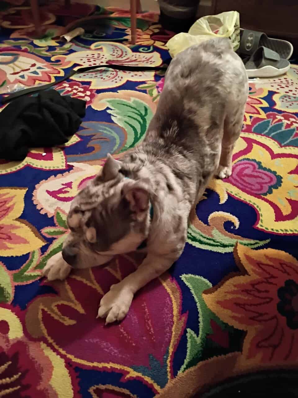 Miniature Merle bully | PetClassifieds.com