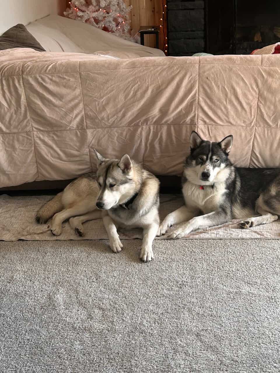 2 husky brothers need a new home | PetClassifieds.com