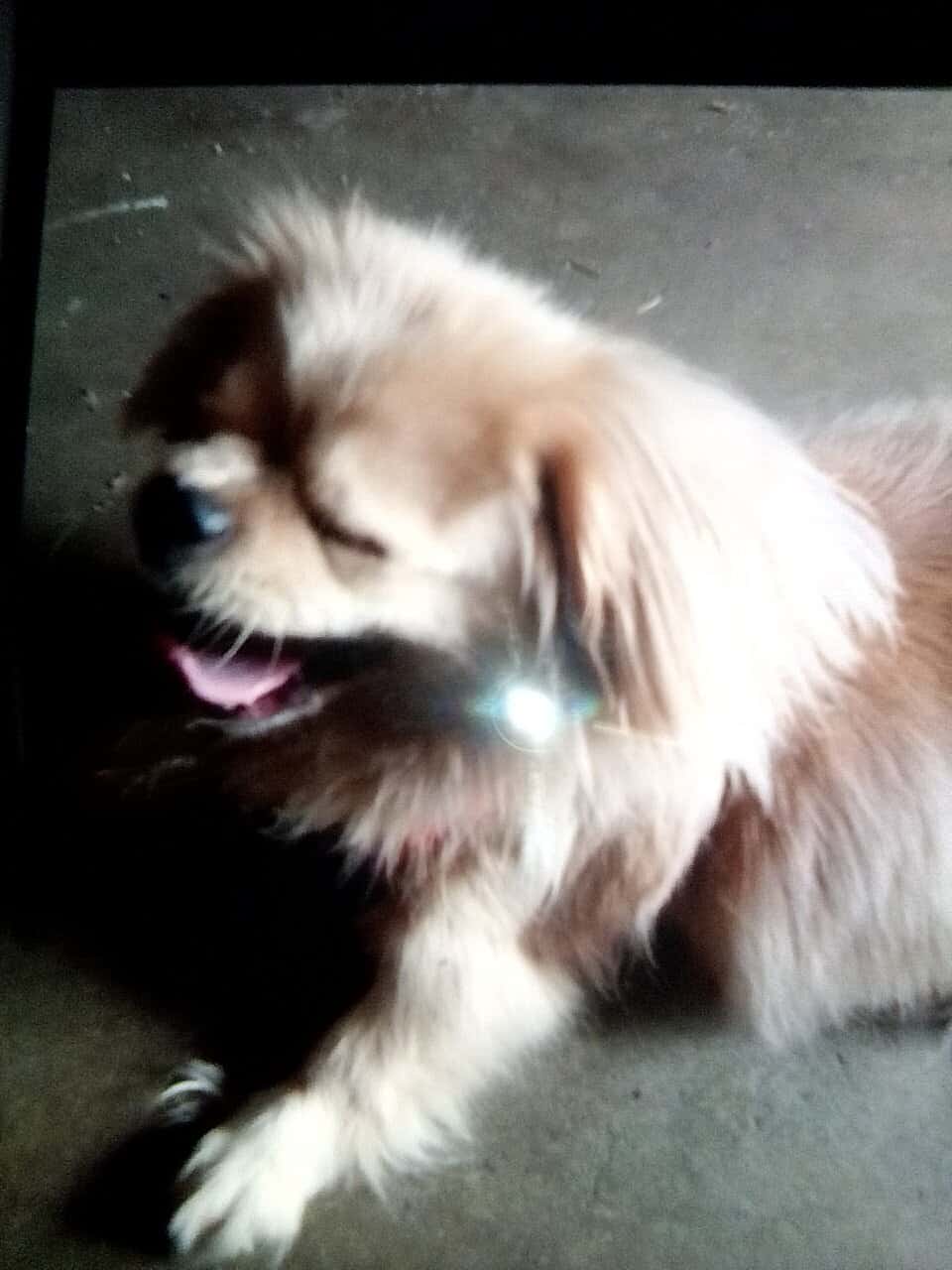 Pekingese/ chihuahua mix (Pekachi) | PetClassifieds.com