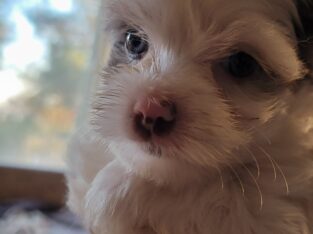 Parti merle female with blue eyes | PetClassifieds.com