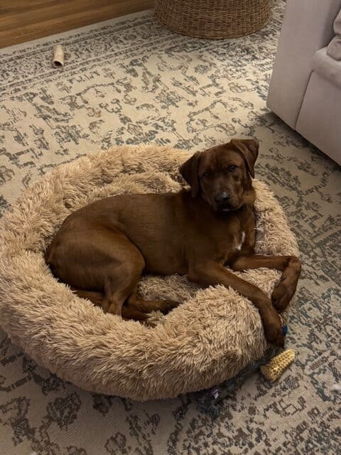 Bowser - excitable dog- needs a new home! | PetClassifieds.com