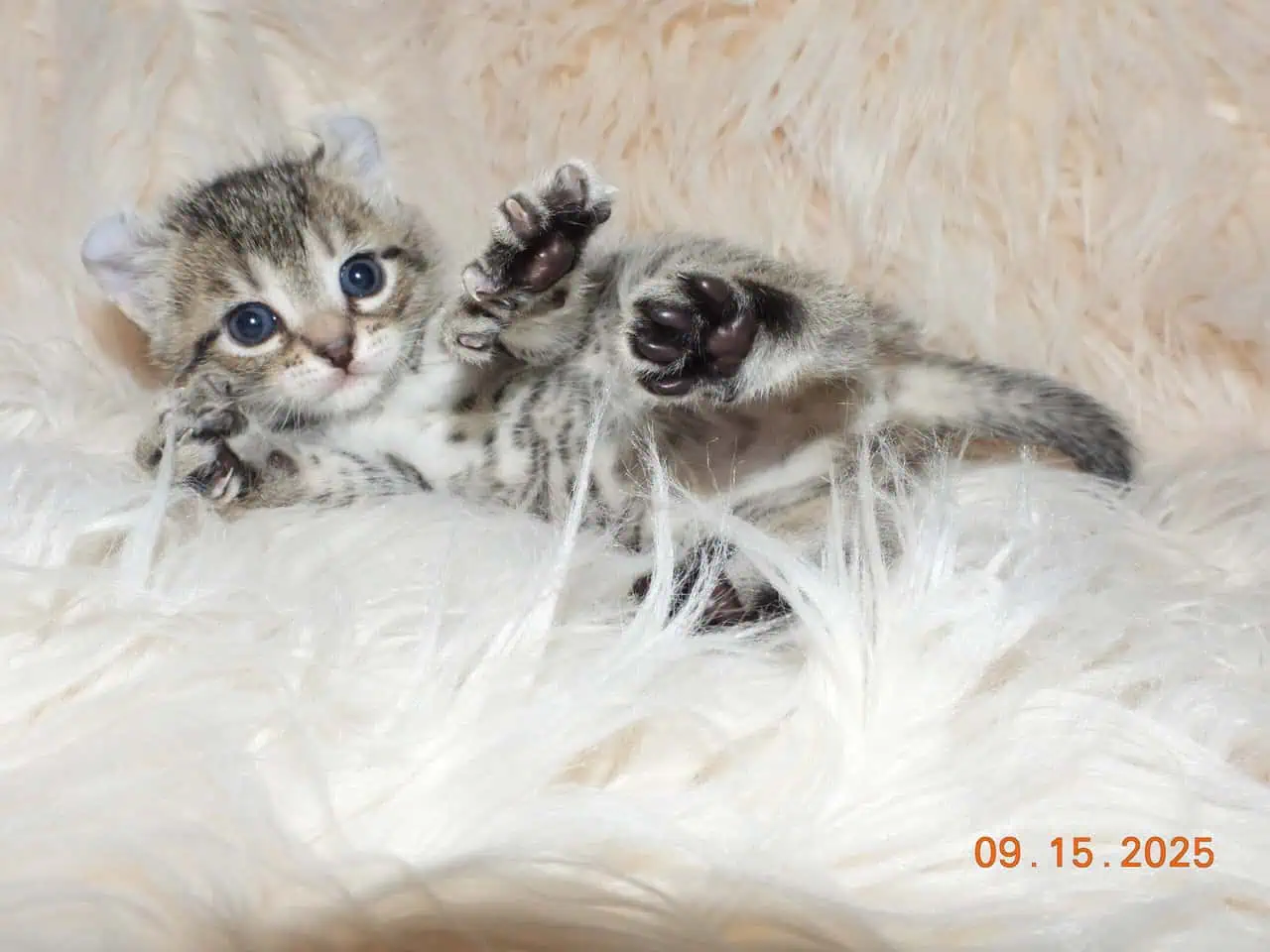 Two Highlander kittens available, male & female | PetClassifieds.com