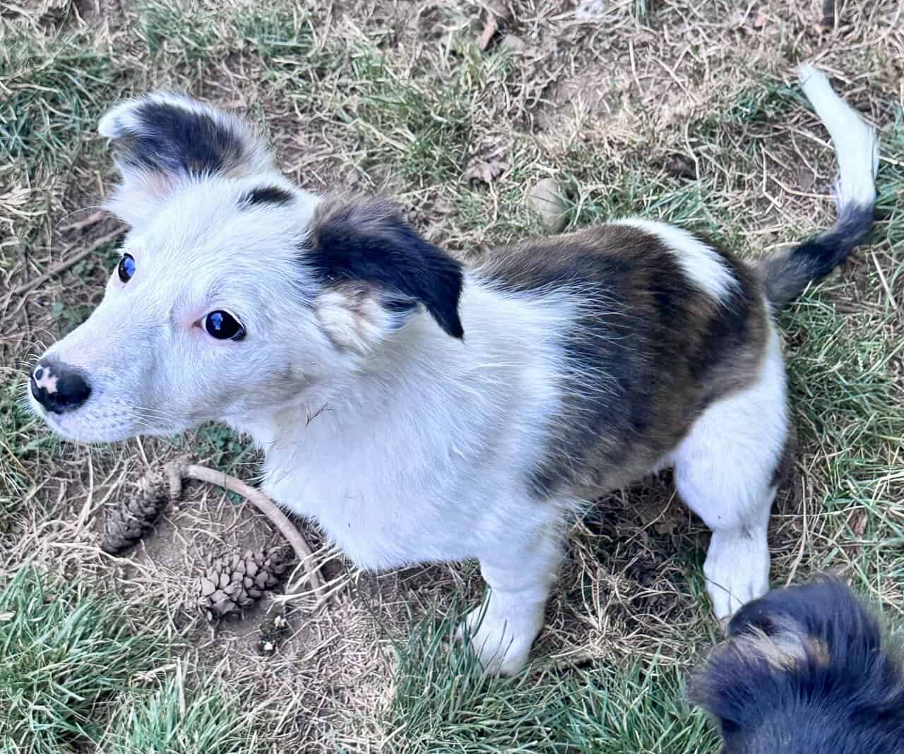 Border collies pure bred | PetClassifieds.com