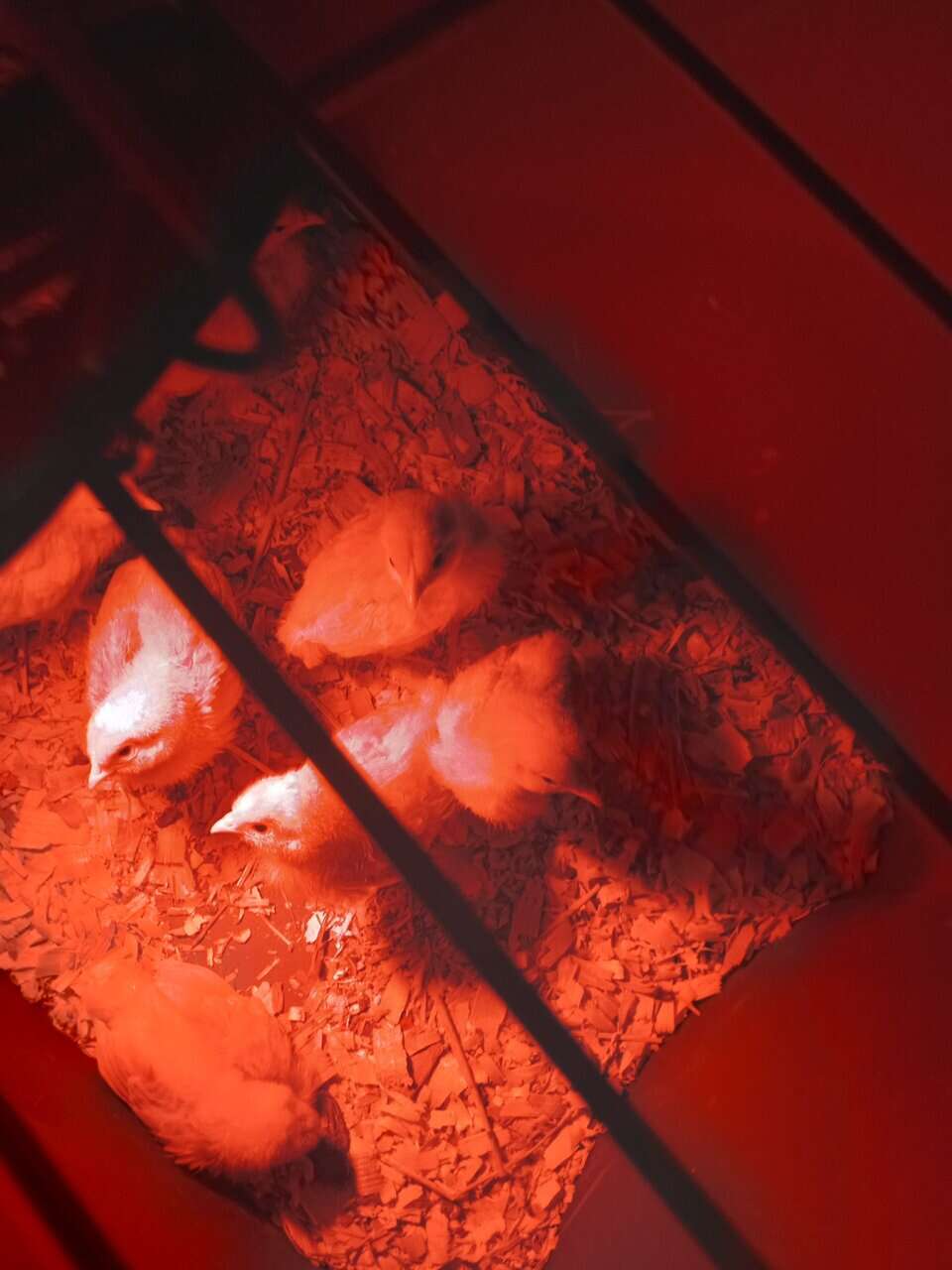 buff orpington pullets | PetClassifieds.com