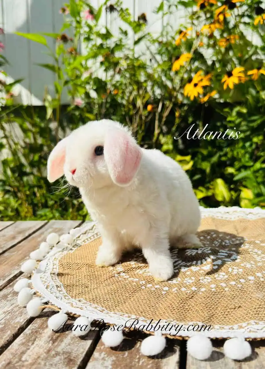 Satin Mini Plush Lops | PetClassifieds.com