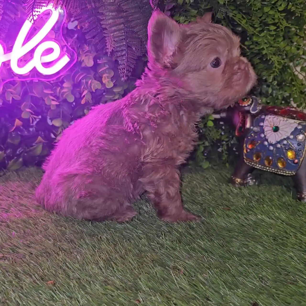 Fluffy (floodle) French Bulldog | PetClassifieds.com