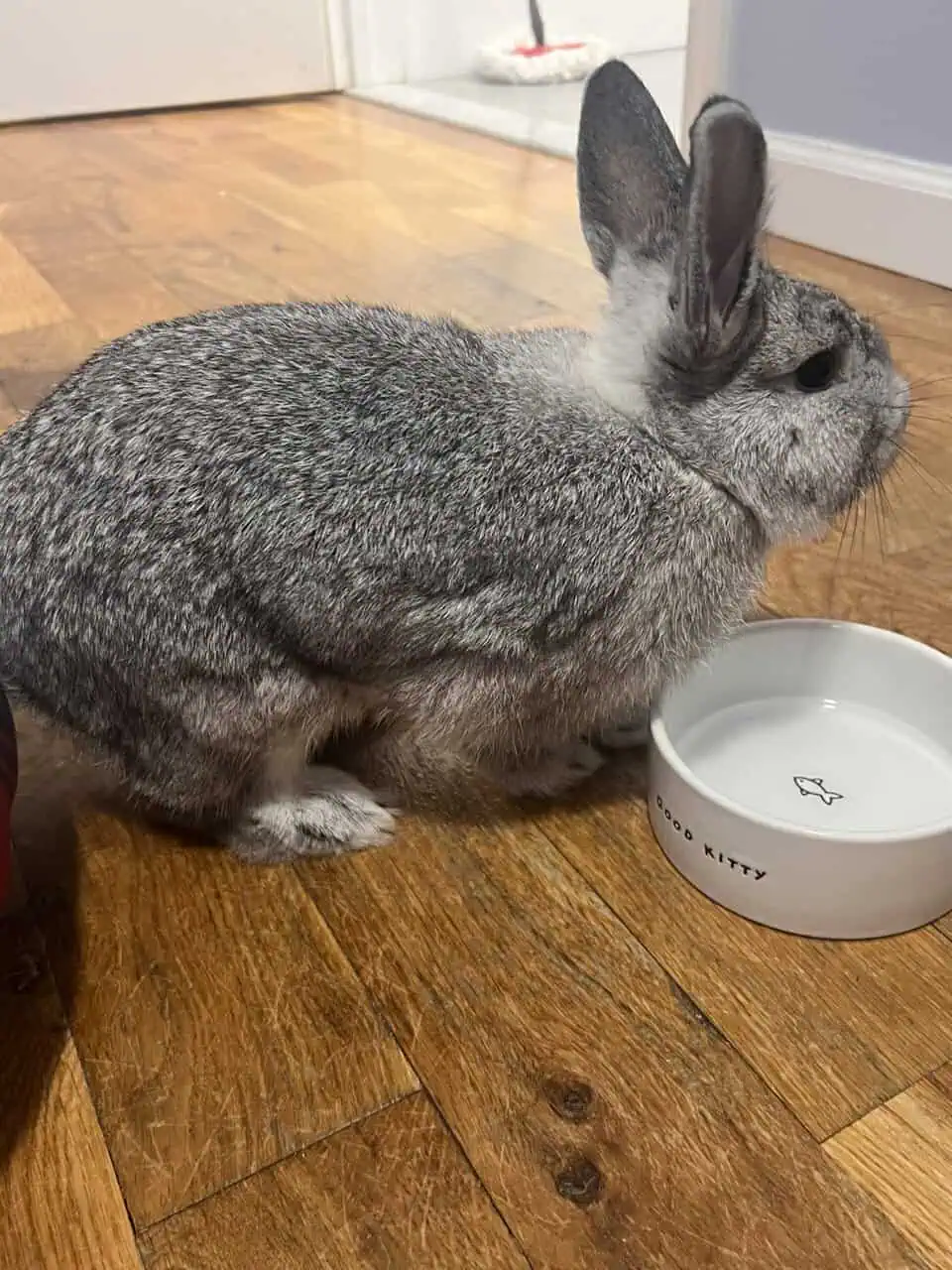 Rabbit Bunny rehoming dwarf | PetClassifieds.com