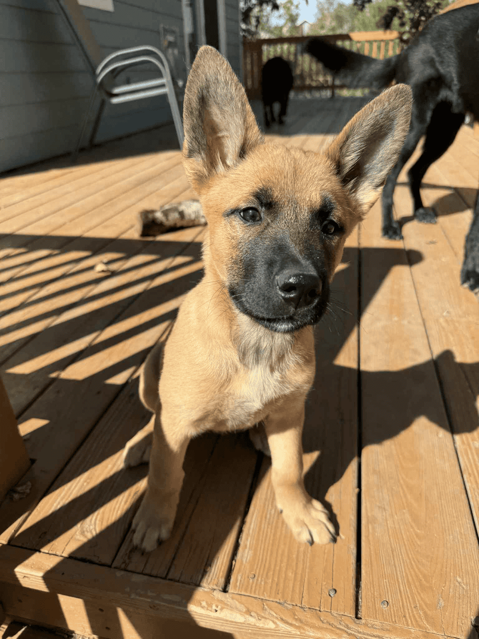 Moxie | PetClassifieds.com