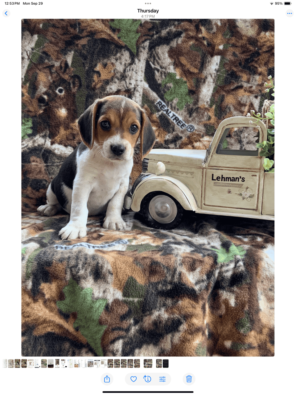 Purebred Beagle puppies available | PetClassifieds.com
