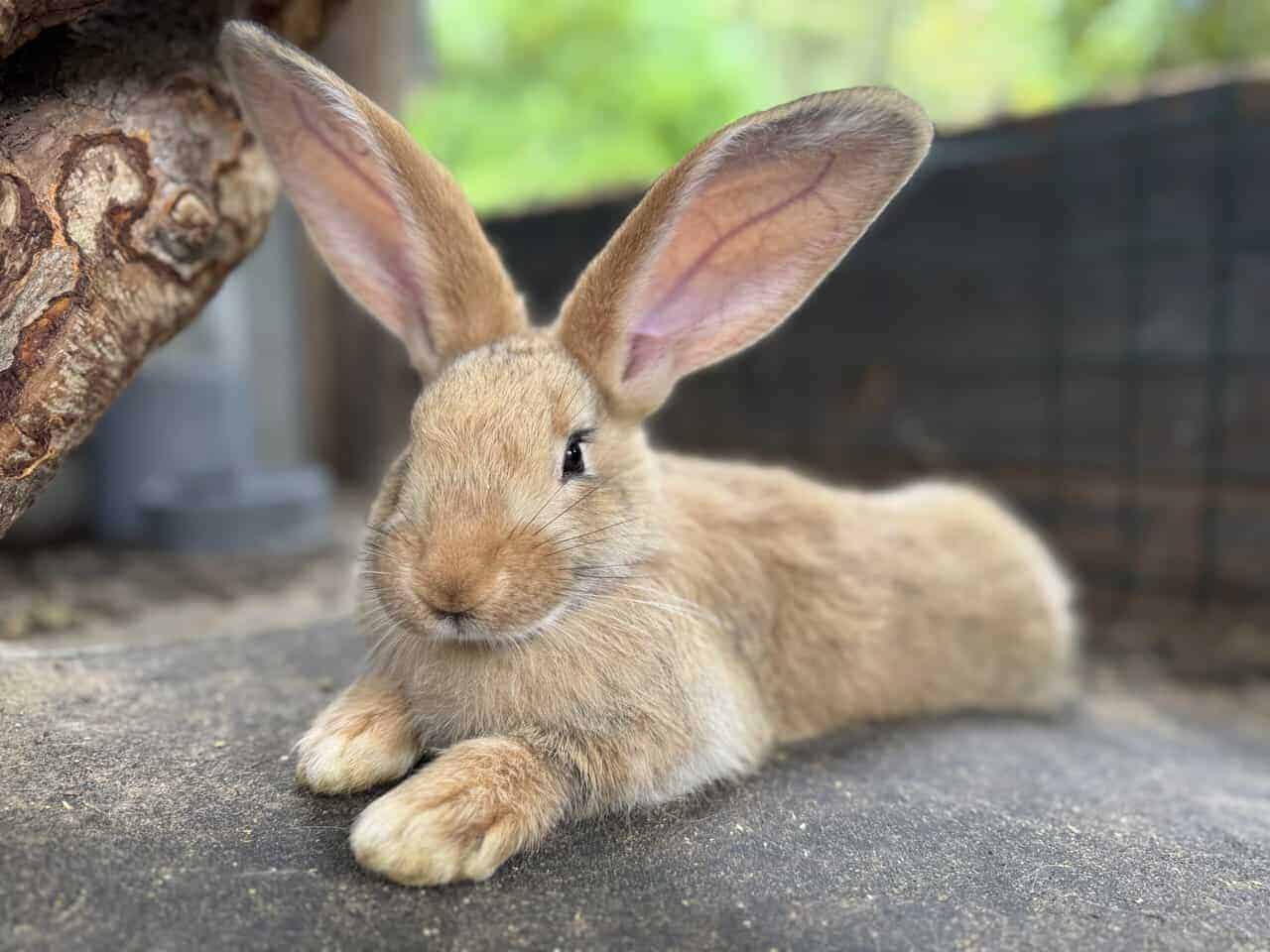 Flemish Giant Rabbits | PetClassifieds.com